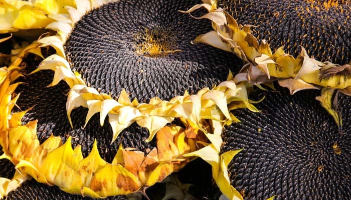 Alizeti yadaiwa kupanda, wenye viwanda walalamika | East Africa Television