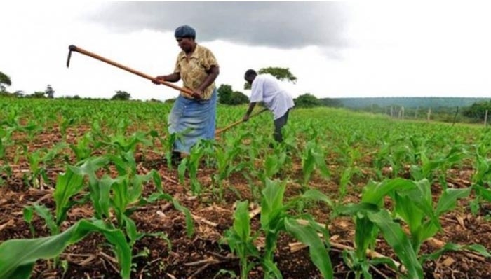 Mambo muhimu ya kuzingatia kwa Wakulima | East Africa Television